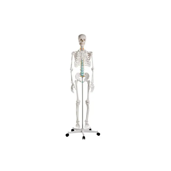 Schelet didactic Oscar - 2960